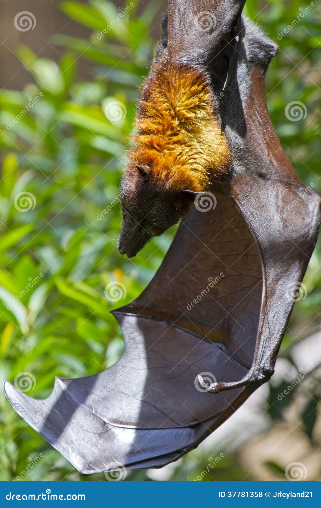 Megabat gigante foto de stock. Imagem de amarelo, verde - 37781358