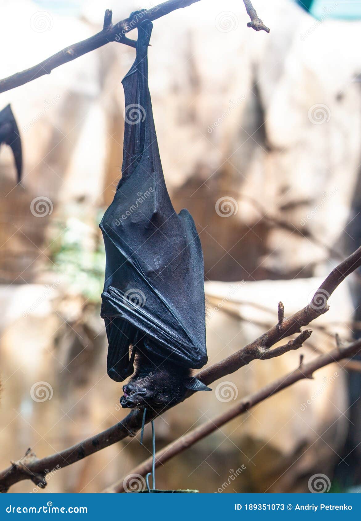 Megabat Outdoors in the Zoo Stock Image - Image of ecology, nocturnal ...