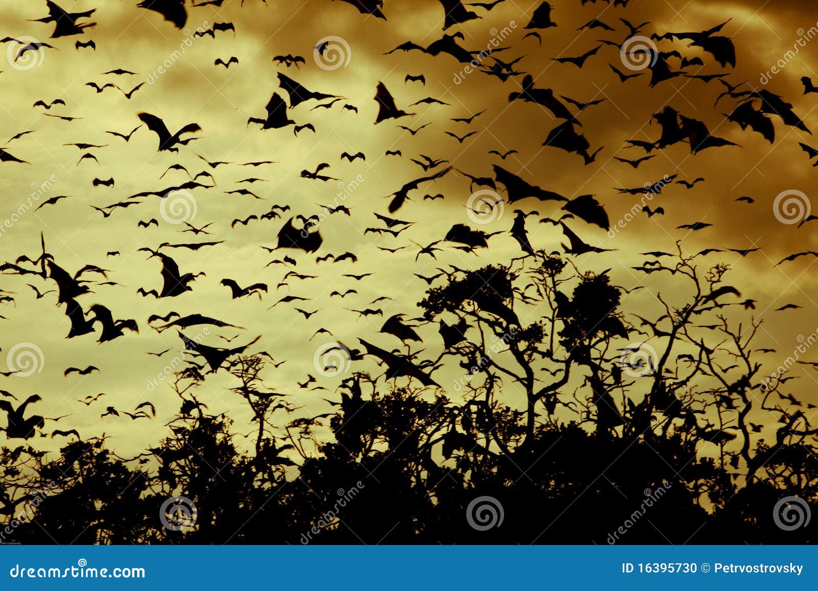Megabats stock photo. Image of wildlife, exotic, birds - 16395730