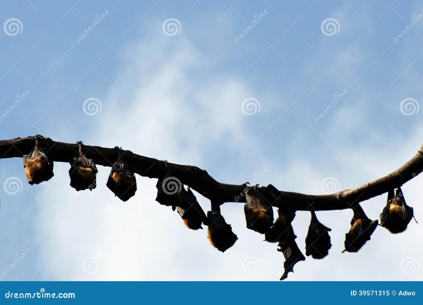 Megabats - Sri Lanka stock image. Image of colony, animal - 39571315