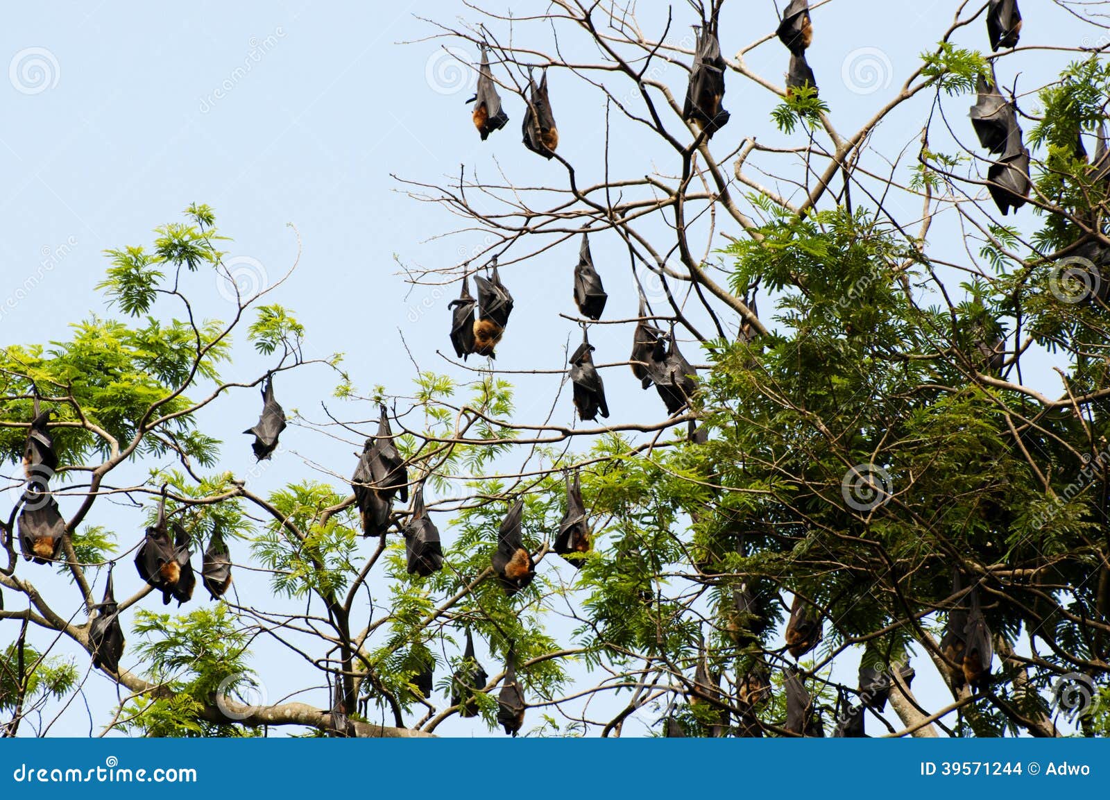 Megabat Sleeping Hanged Upside Down Megachiroptera. A Clouse Up ...