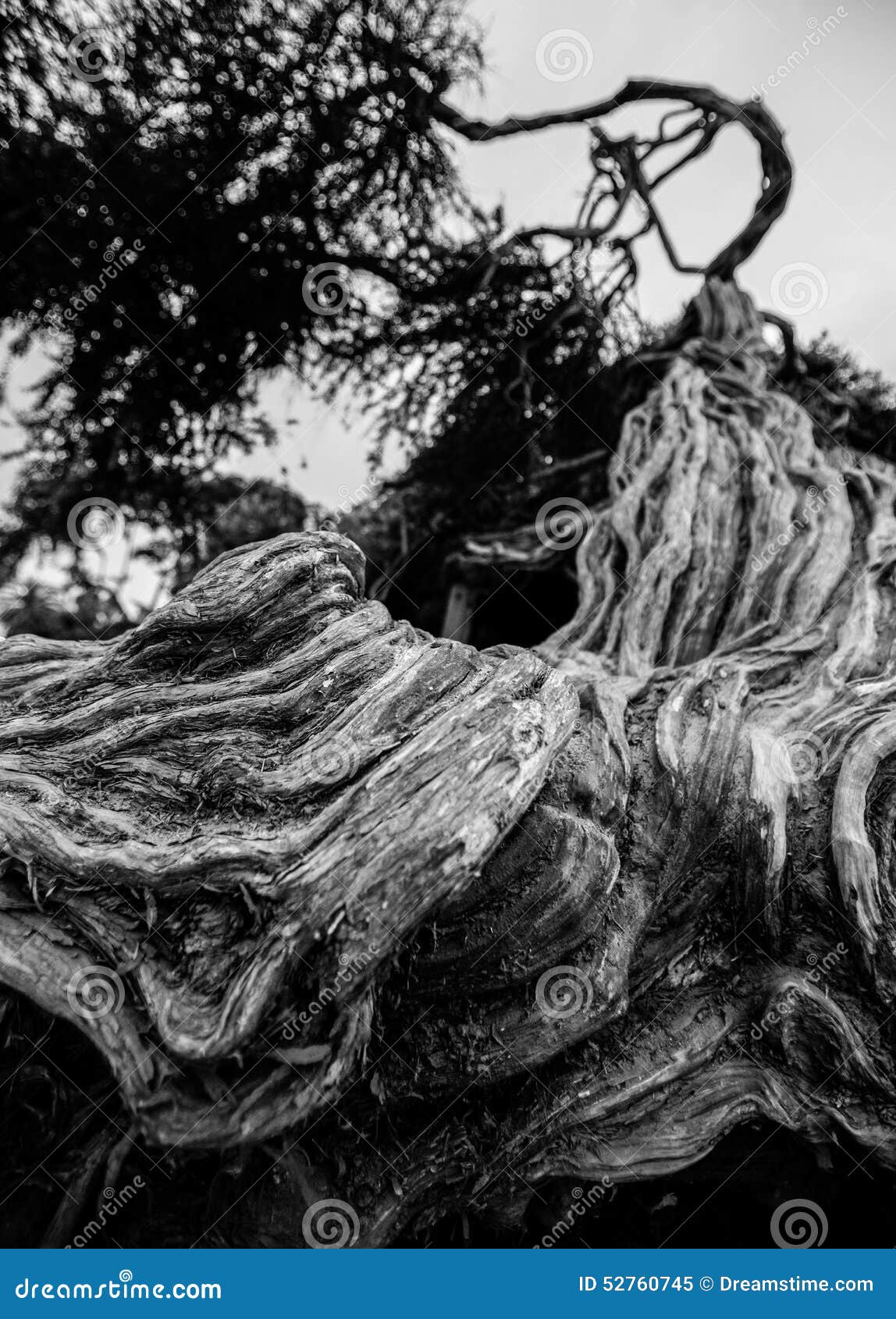 Megafauna stock image. Image of rush, explore, rocks - 52760745