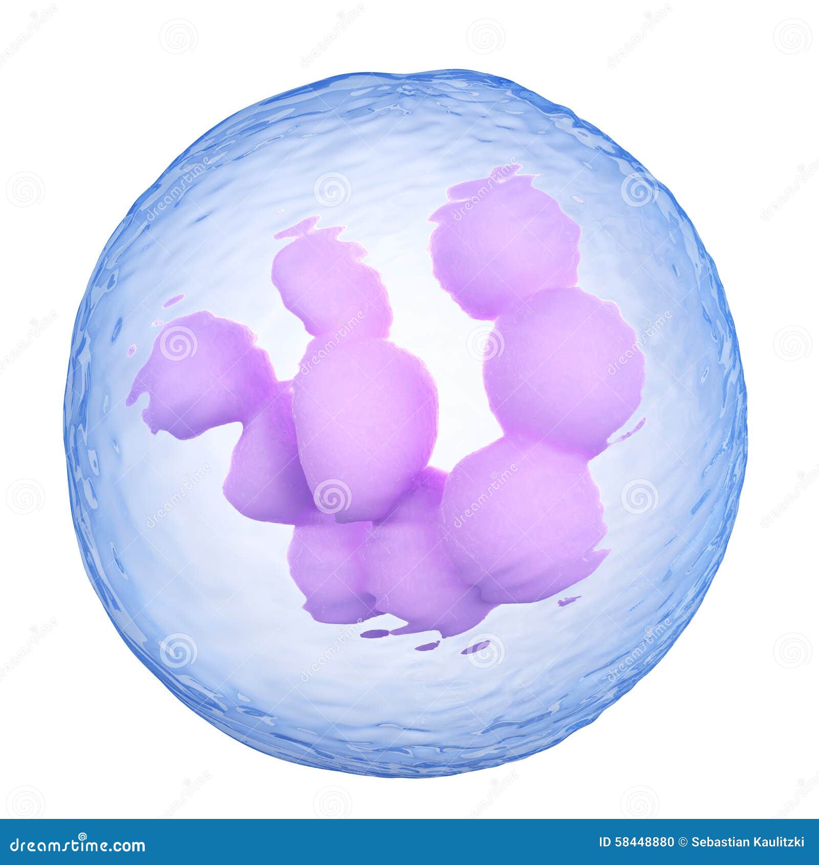 A megakaryocyte stock illustration. Image of megakaryocyte - 58448880