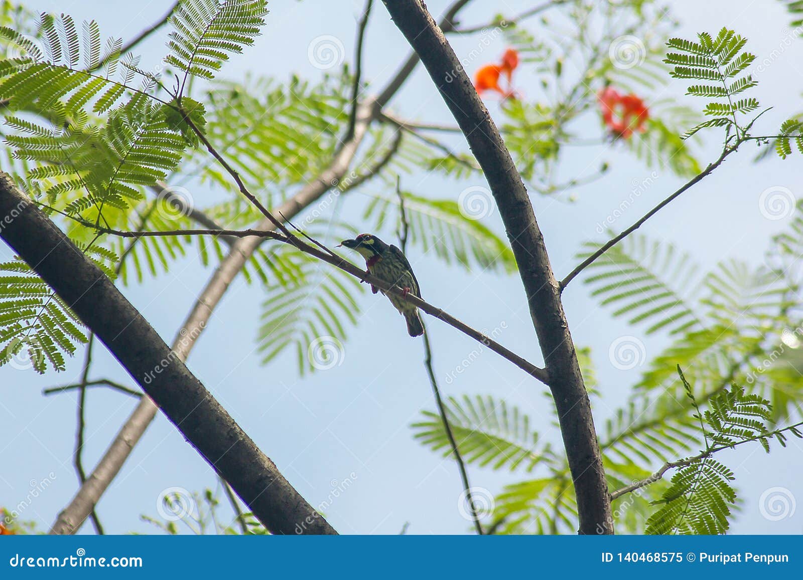 Megalaima Haemacephala is on the Tree Stock Image - Image of cute ...