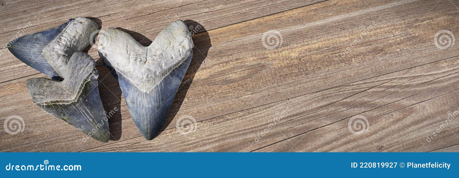 Shark Teeth Circle Frame Cartoon Vector | CartoonDealer.com #39262943