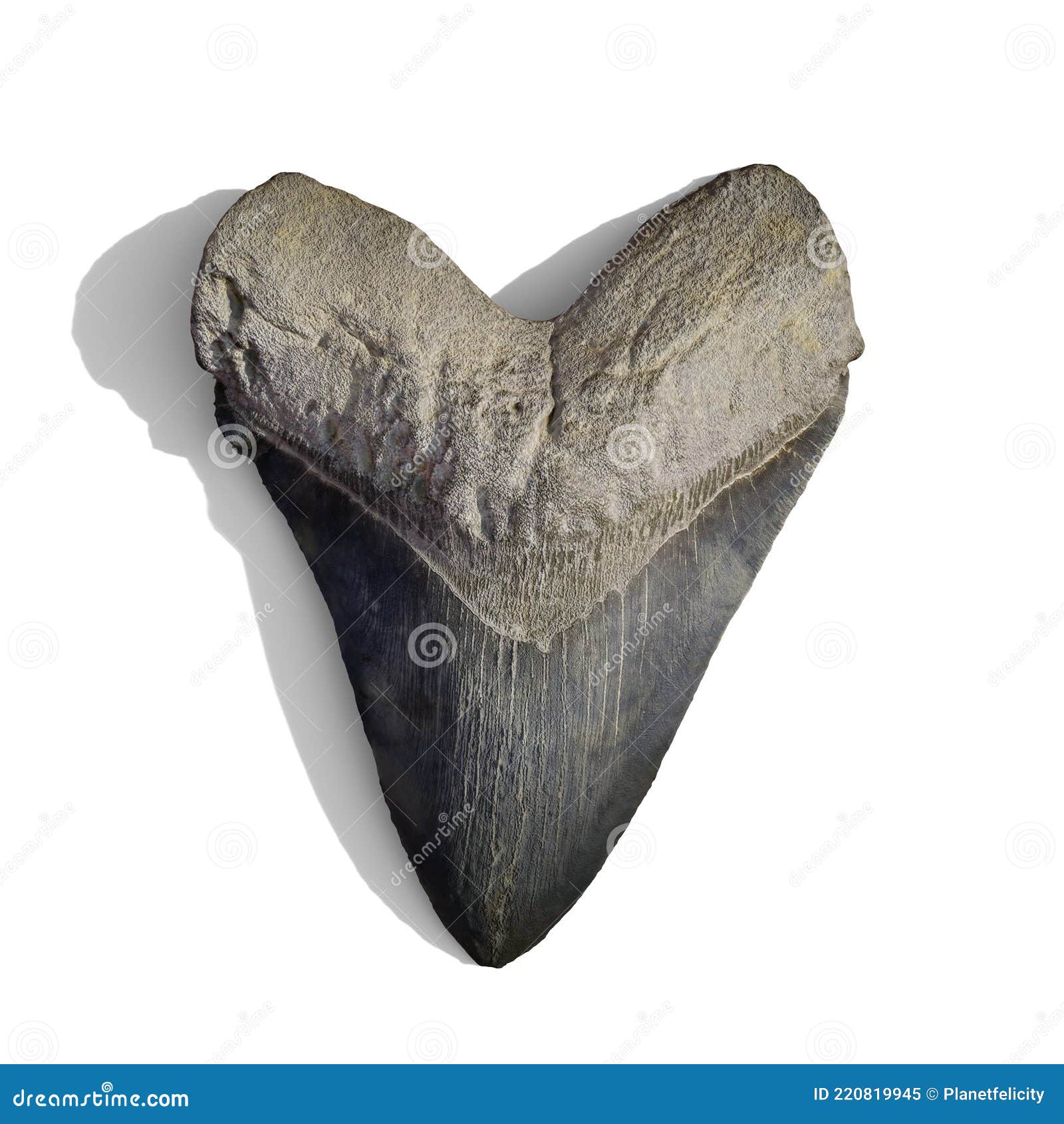 Megalodon Shark Tooth, Isolated with Shadow on White Background Stock ...