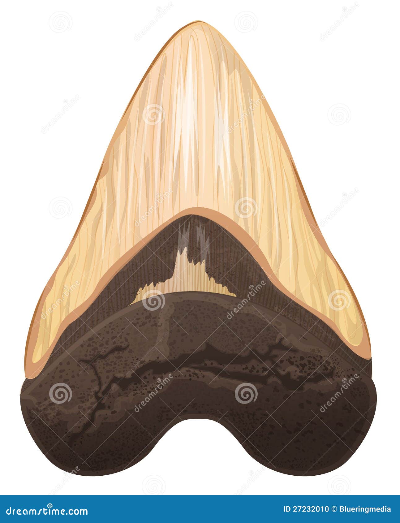 Megalodon tooth stock illustration. Illustration of giant - 27232010
