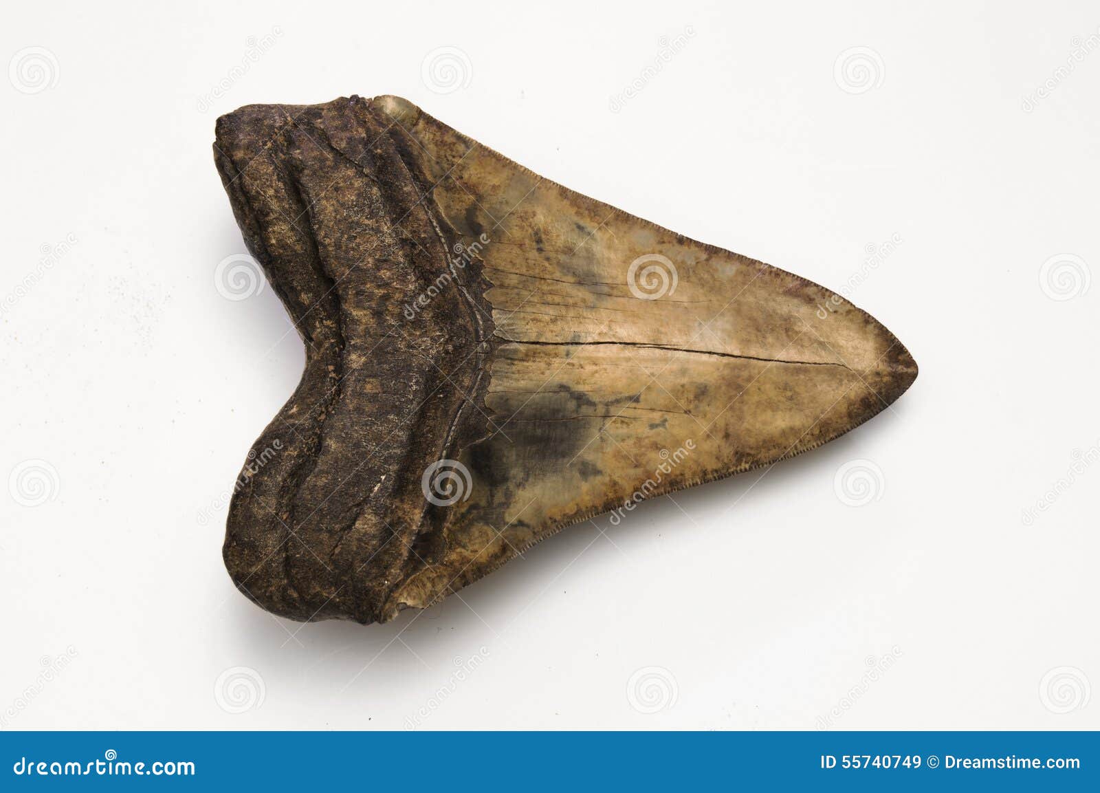 Megalodon Tooth stock image. Image of great, specimen - 55740749