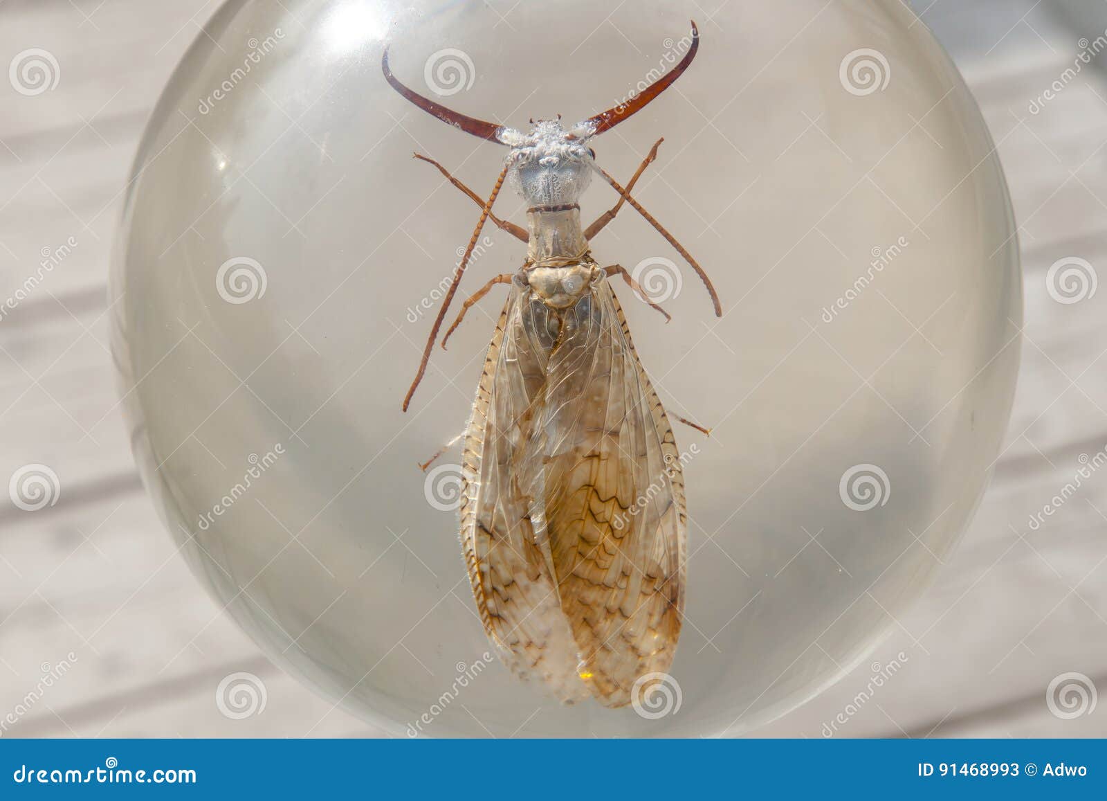 Megaloptera in Glass stock image. Image of giant, insect - 91468993