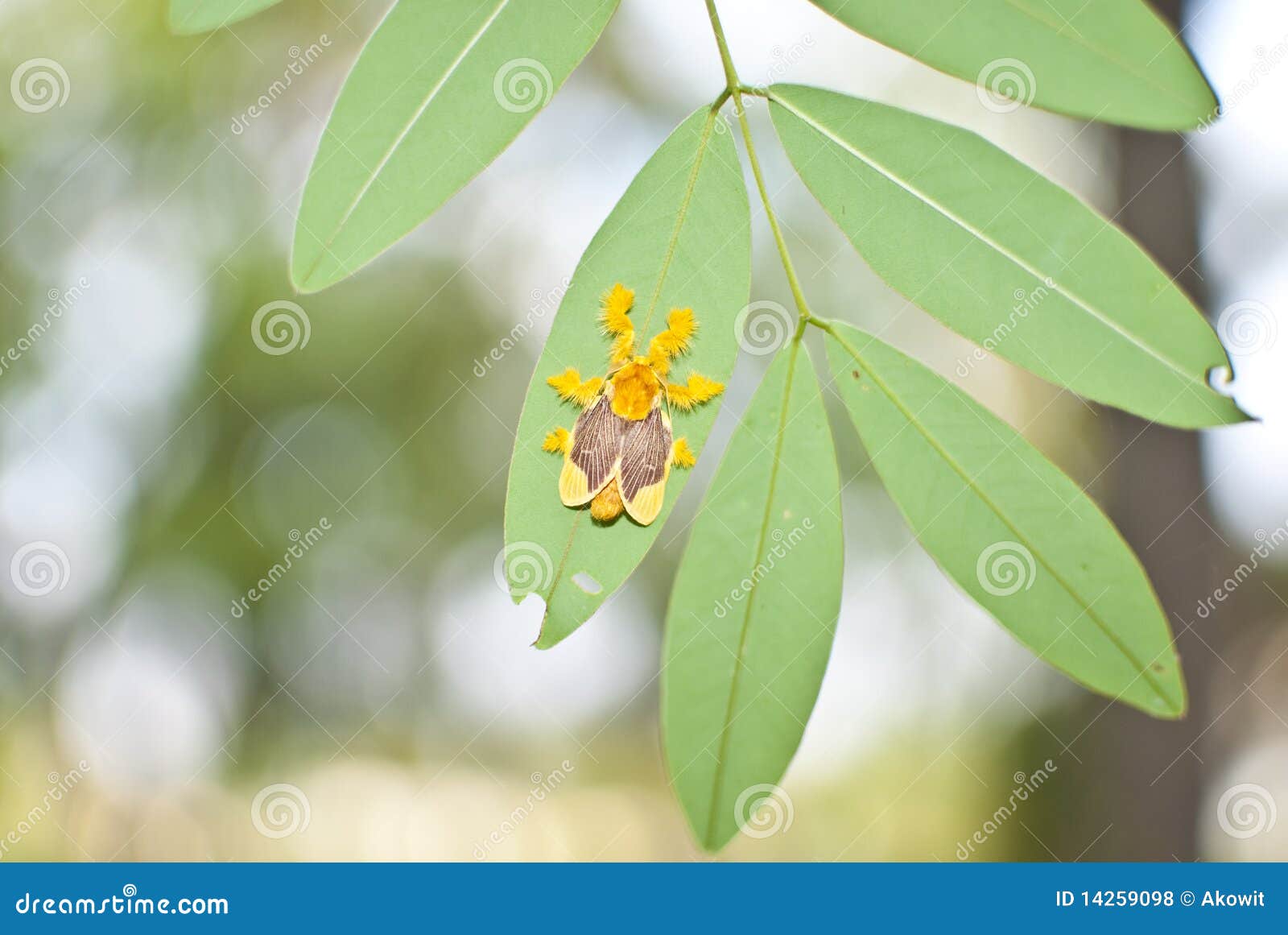 Megalopyge opercularis stock photo. Image of macro, micro - 14259098