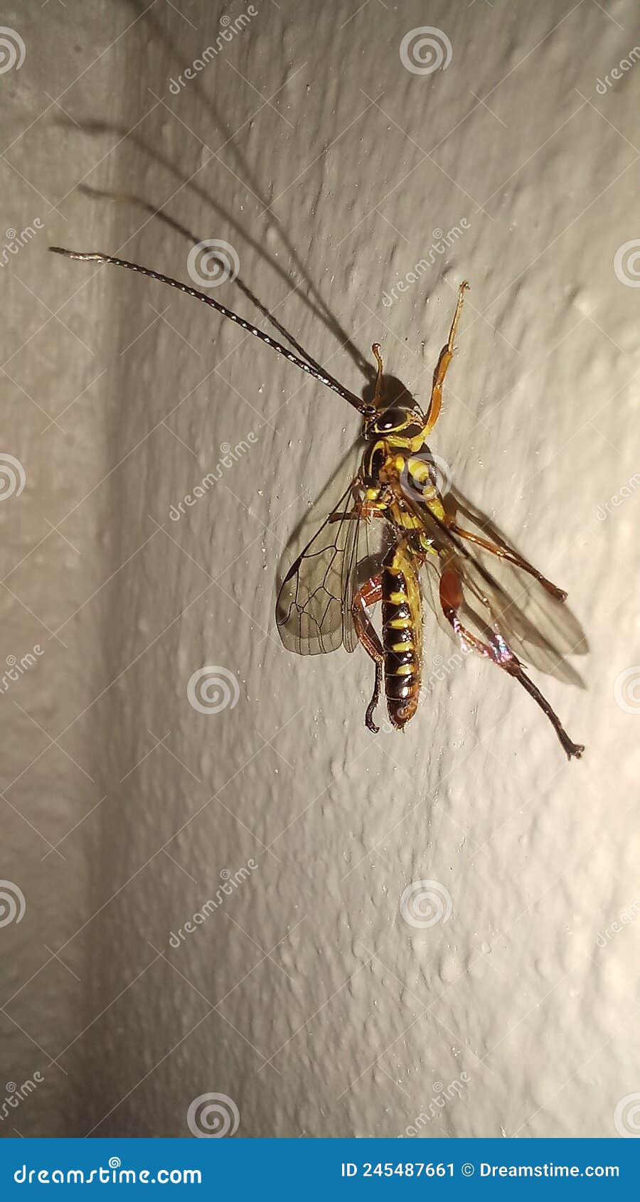 Megarhyssa Nortoni Side View Stock Image - Image of damselfly ...