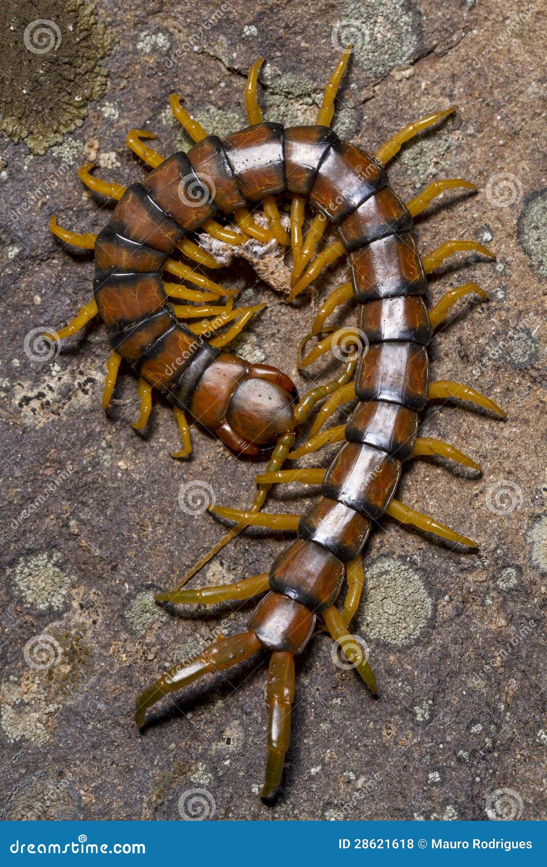 Scolopendra Gigantea Eating Bat