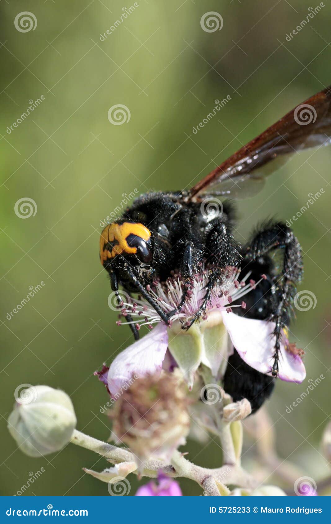 Megascolia Maculata Flavifrons Stock Image - Image of wasp, flower: 5725233