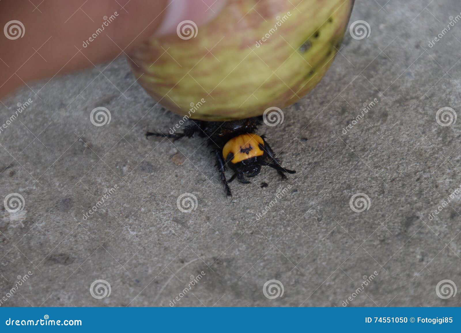 Megascolia Maculata. the Mammoth Wasp Stock Photo - Image of single ...