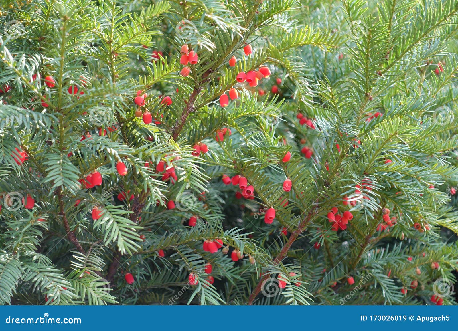 Megastrobili in Leafage of Yew in Autumn Stock Image - Image of park ...