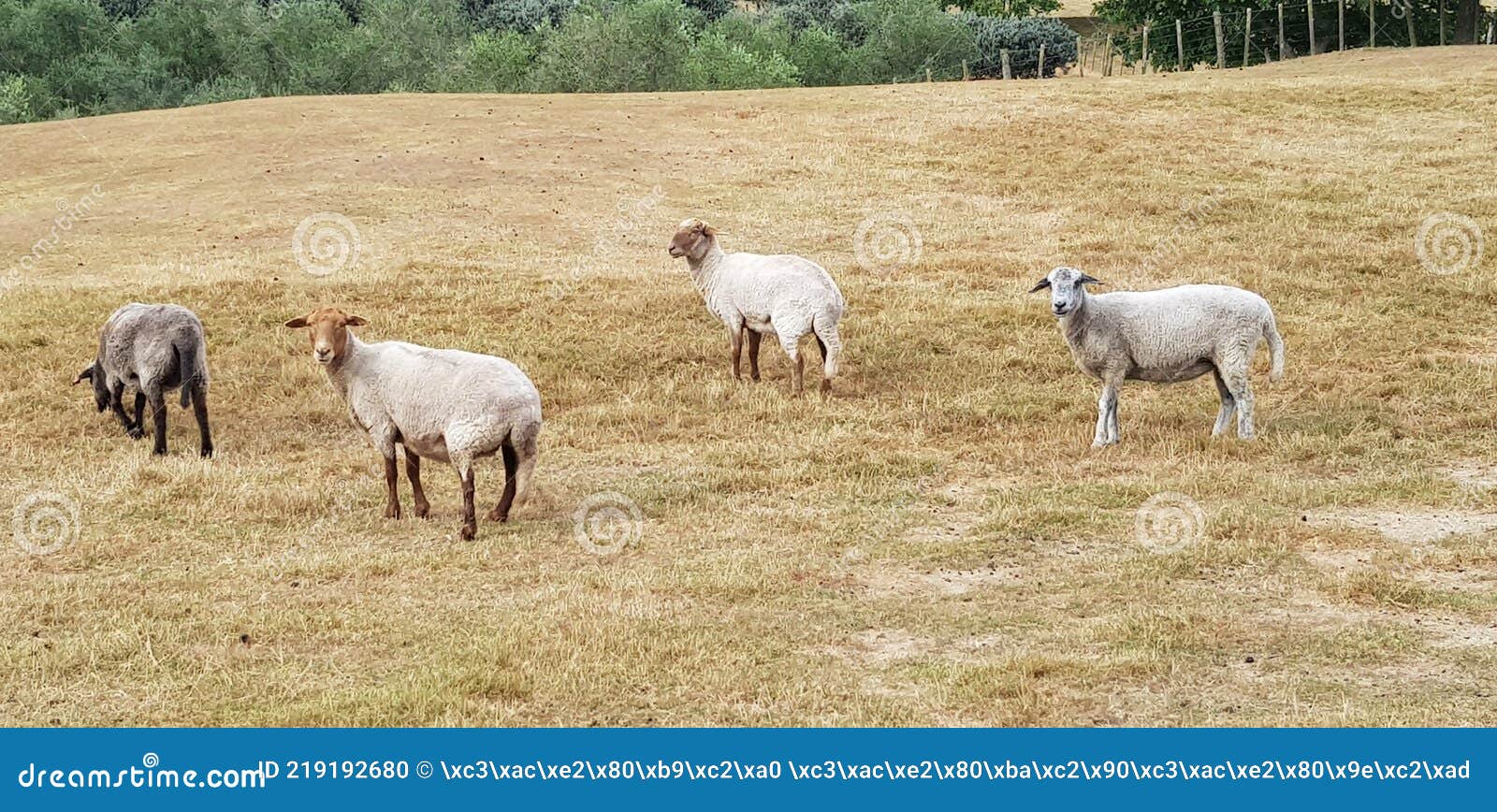 Mehrere Schafe, Die Auf Der Ranch Leben Stockfoto - Bild von schafe ... Mehrere Schafe, Die Auf Der Ranch Leben Stockfoto - Bild von schafe ...