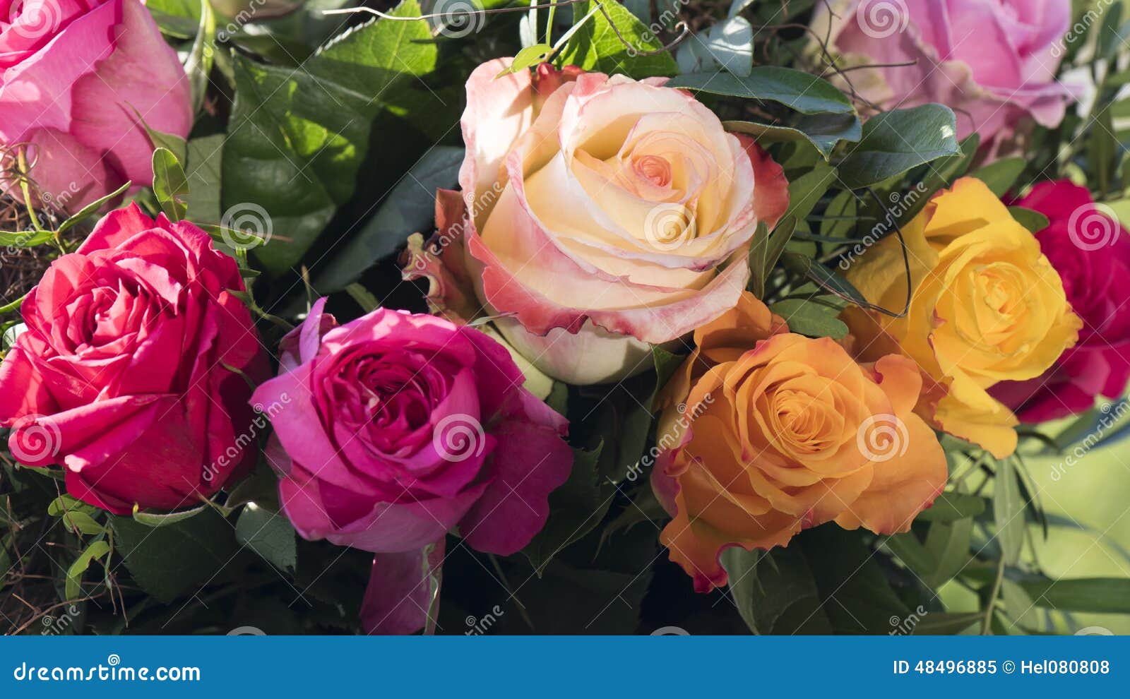 Mehrfarbige Rosen stockbild. Bild von stieg, geburtstag - 48496885