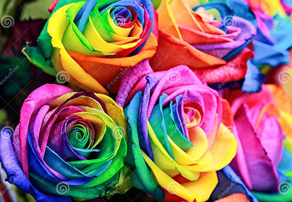 Mehrfarbige Rosen stockbild. Bild von schön, makro, blüte - 88683023