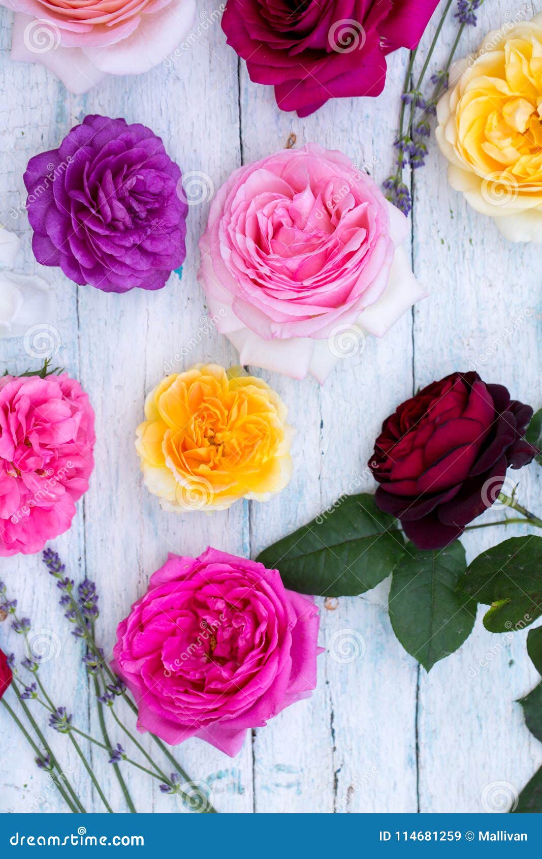 Mehrfarbige Rosen, Draufsicht Stockbild - Bild von blüte, schön: 114681259