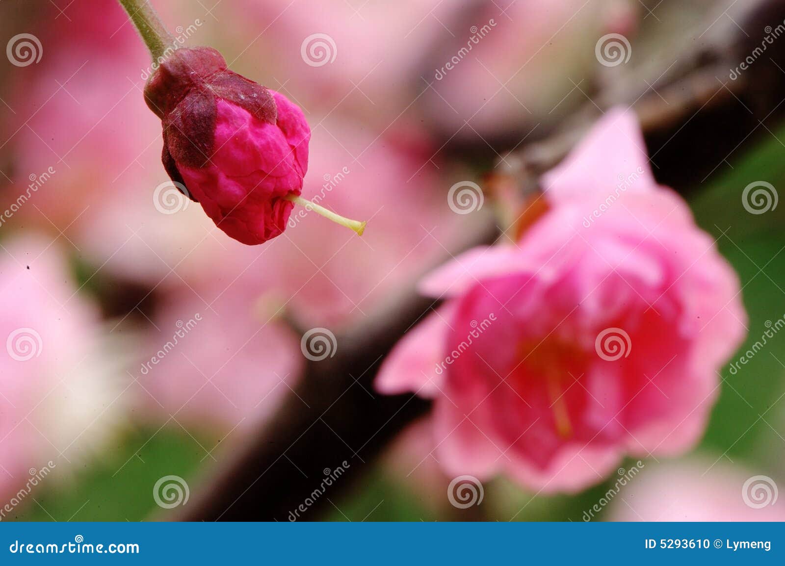 Mei Flower And Bud Picture. Image: 5293610