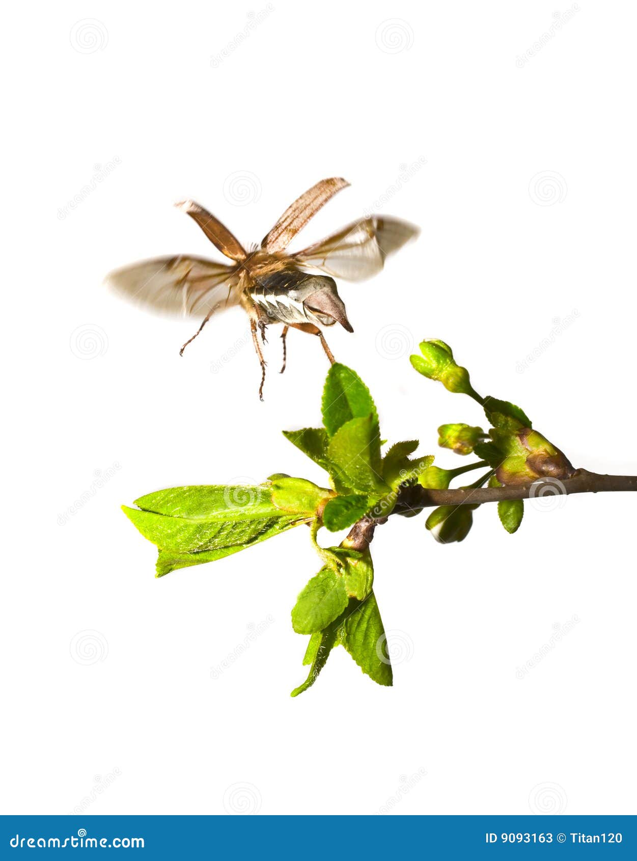 Mei-insect Op De Tak Van Boom Stock Afbeelding - Image of bedreigd ...