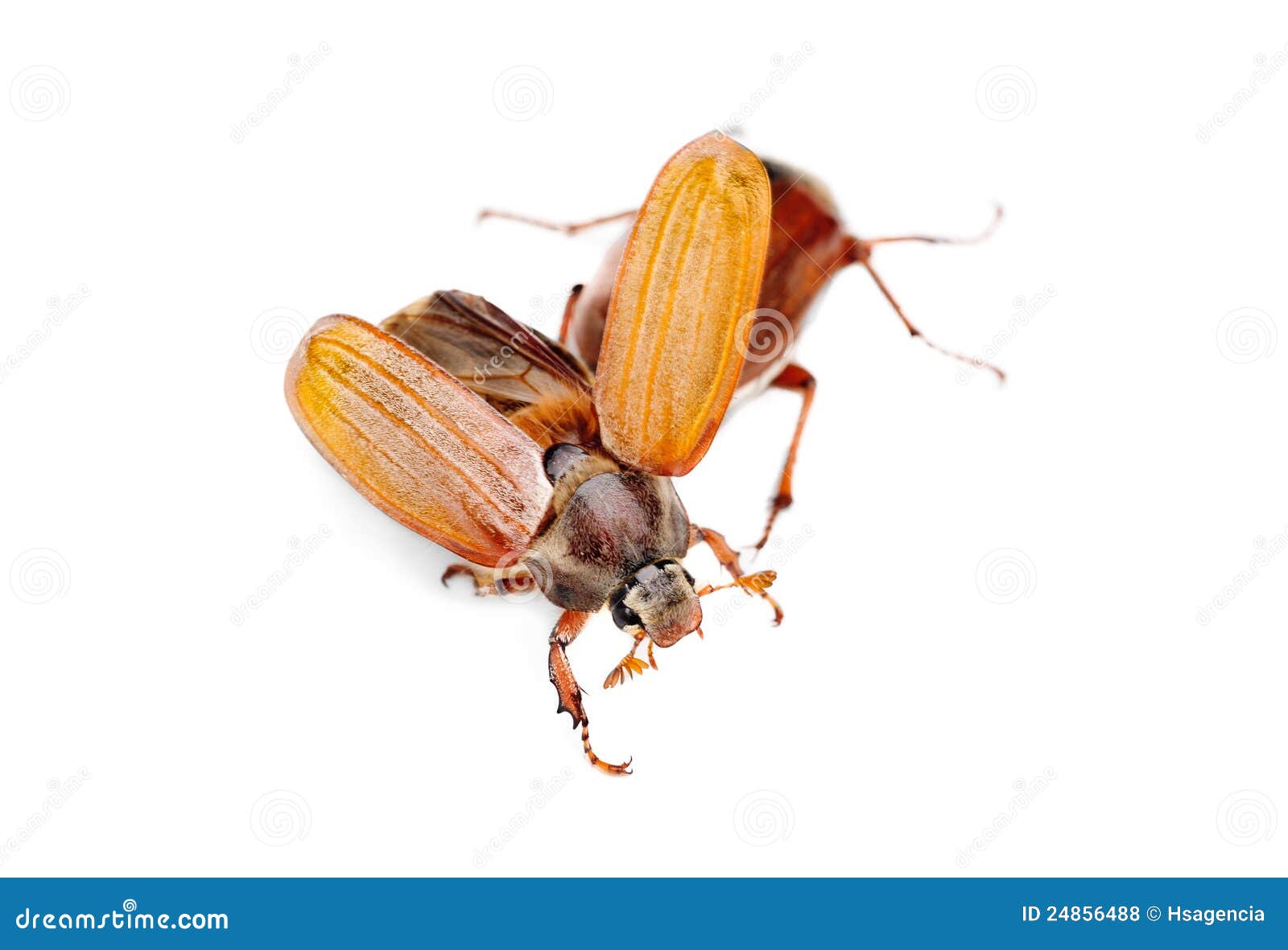 Mei-Insect Twee Ook Cockchafe, Boomkever, (Melontha Stock Foto - Image ...