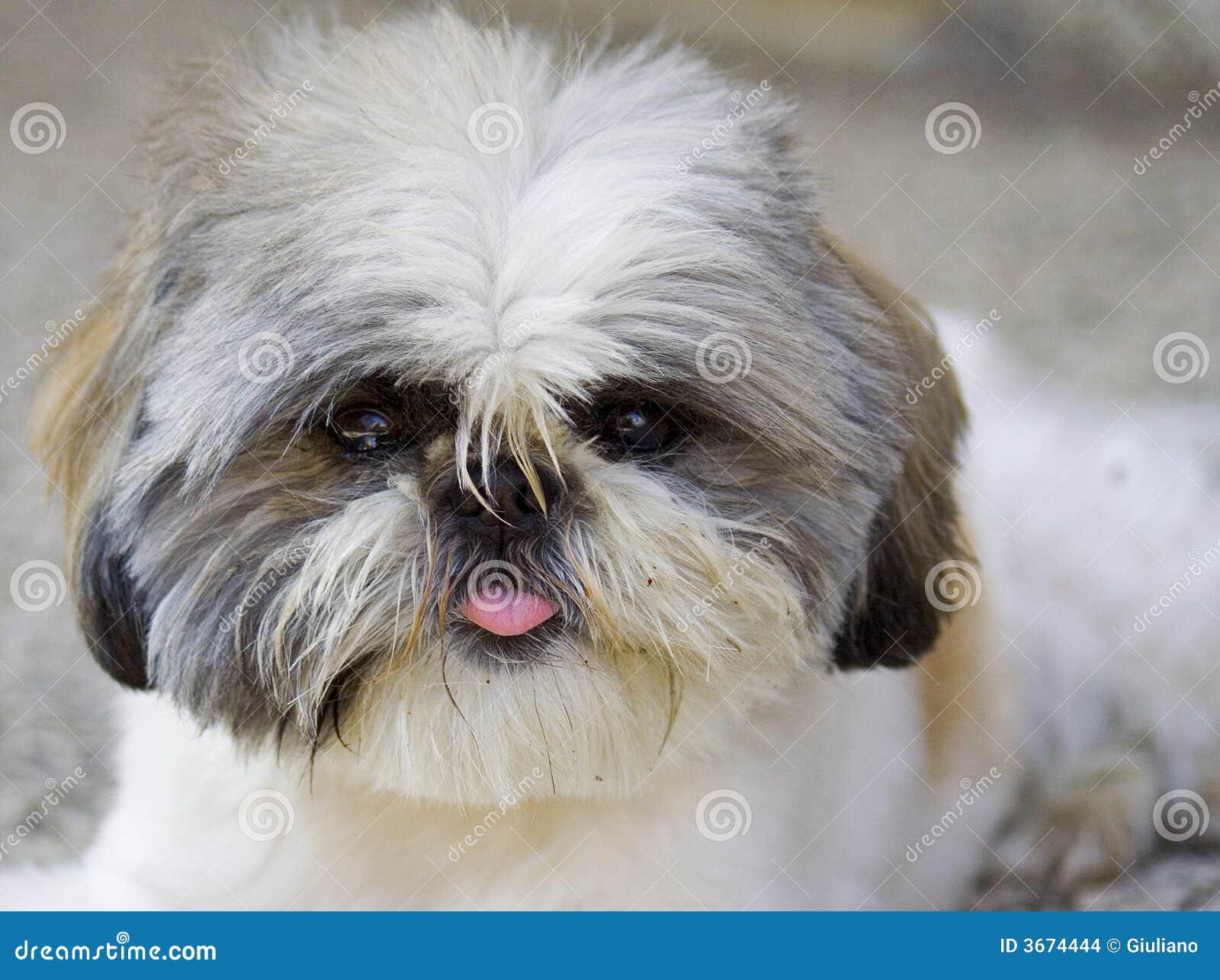 Mei li stock photo. Image of horizontal, mammals, eyes - 3674444