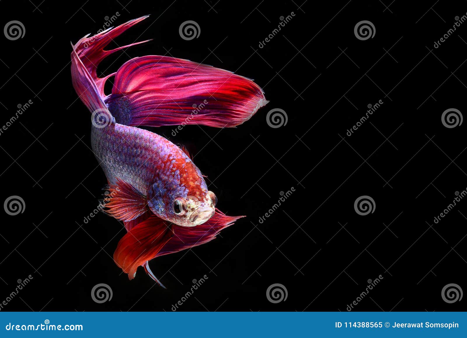 Meia Lua De Combate Siamese Dos Peixes, Peixe De Combate, Splendens De ...