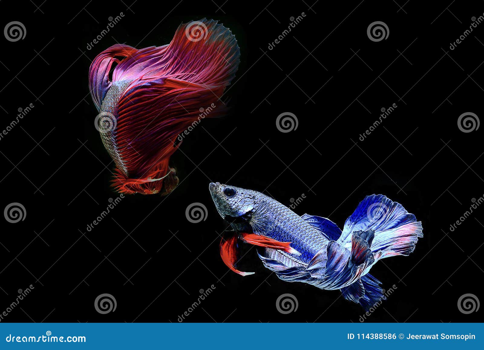 Meia Lua De Combate Siamese Dos Peixes, Peixe De Combate, Splendens De ...