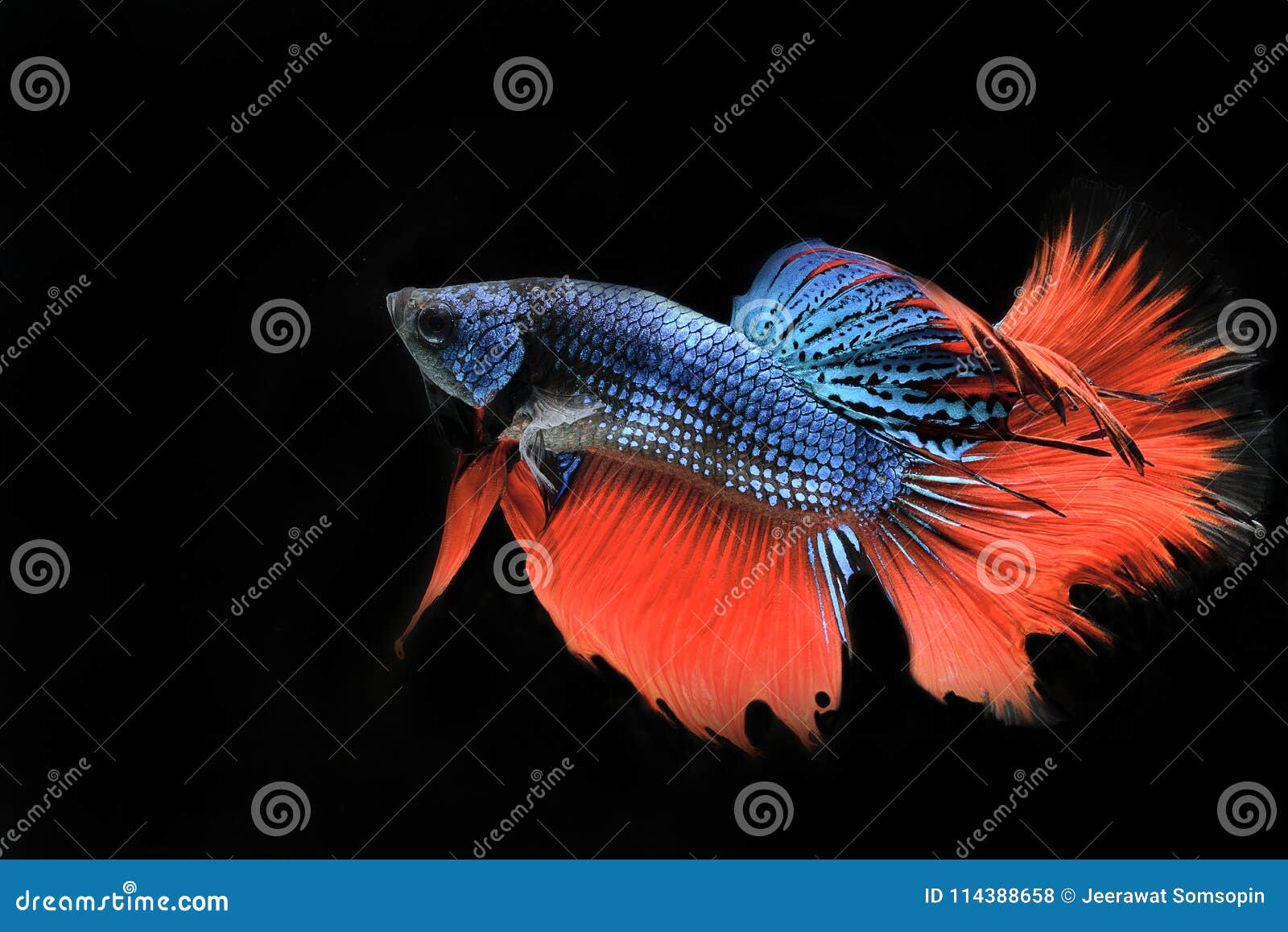 Meia Lua De Combate Siamese Dos Peixes, Peixe De Combate, Splendens De ...