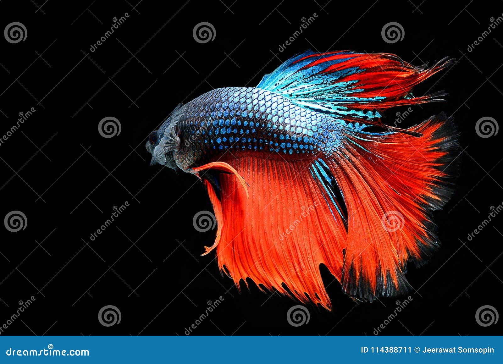 Meia Lua De Combate Siamese Dos Peixes, Peixe De Combate, Splendens De ...