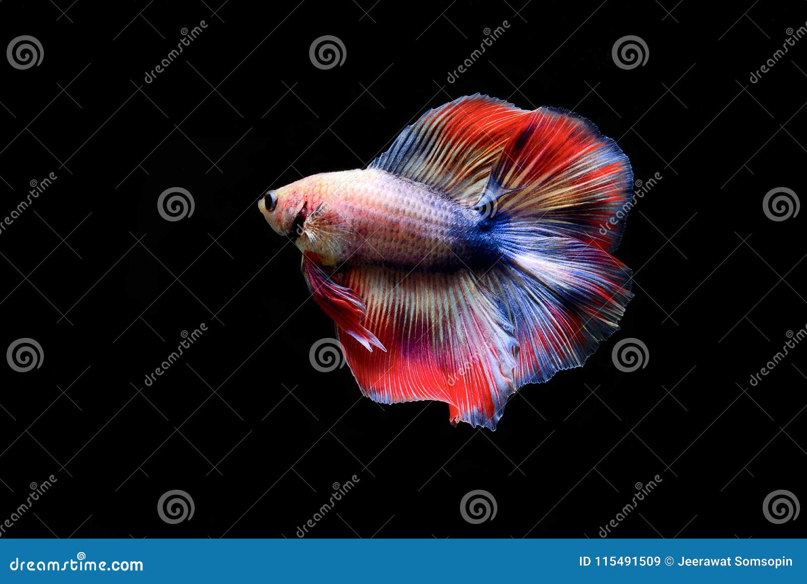 Meia Lua De Combate Siamese Dos Peixes, Peixe De Combate, Splendens De ...