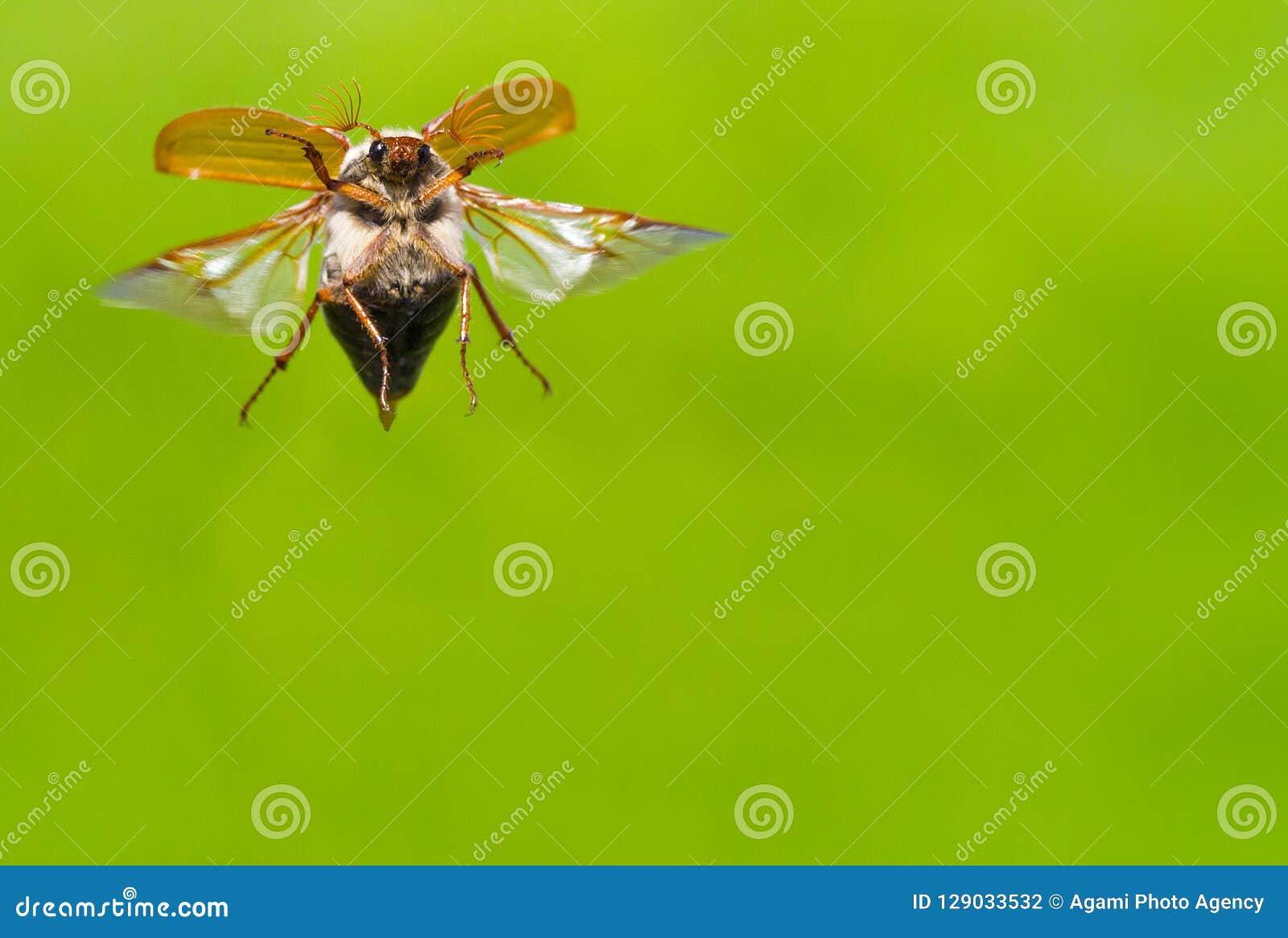 Meikever Stock Photos - Free & Royalty-Free Stock Photos from Dreamstime