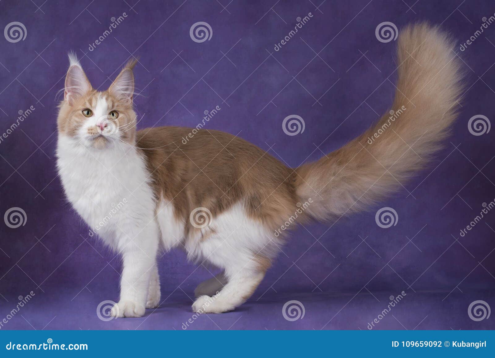 Meikun En Fondo Violeta Aislado Foto de archivo - Imagen de joven ...