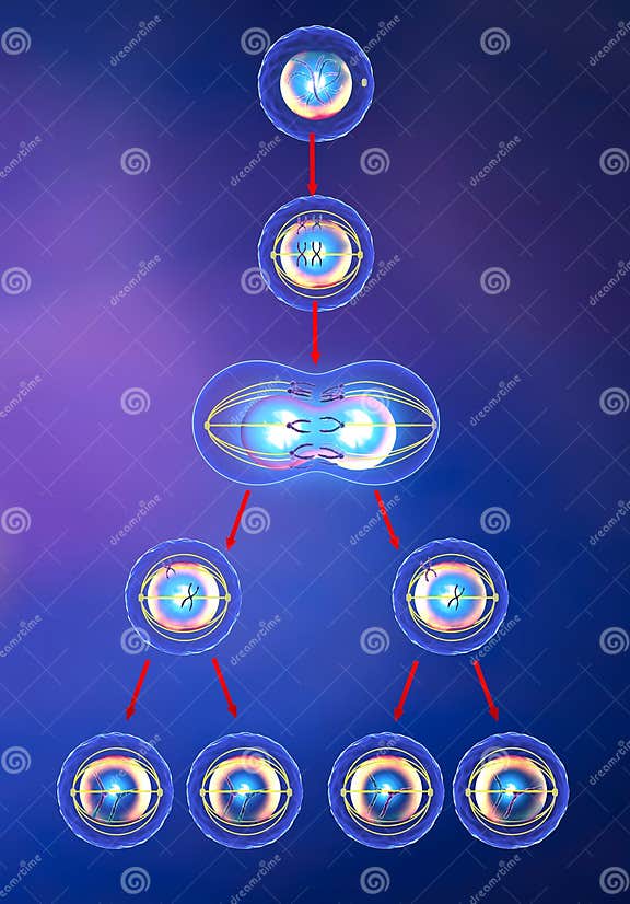 Meiosis Cell Division Duplication Stock Illustration - Illustration of ...