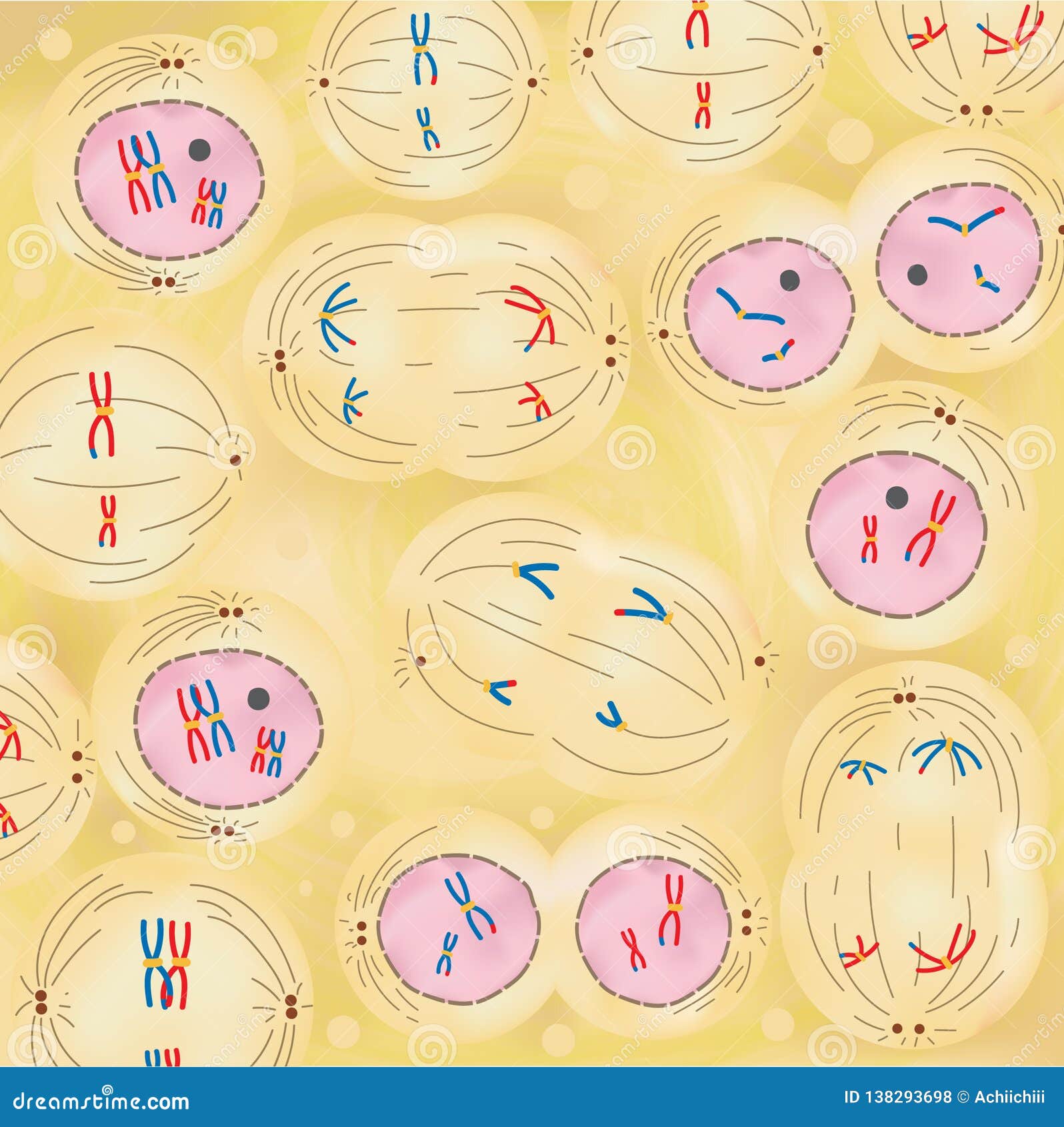 Meiosis is the Process in Eukaryotic. Stock Illustration - Illustration ...