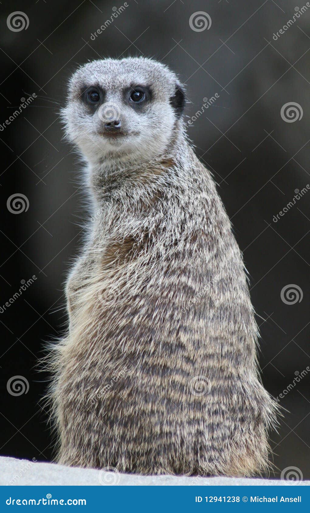 Meir Cat stock photo. Image of meir, nature, wildlife - 12941238