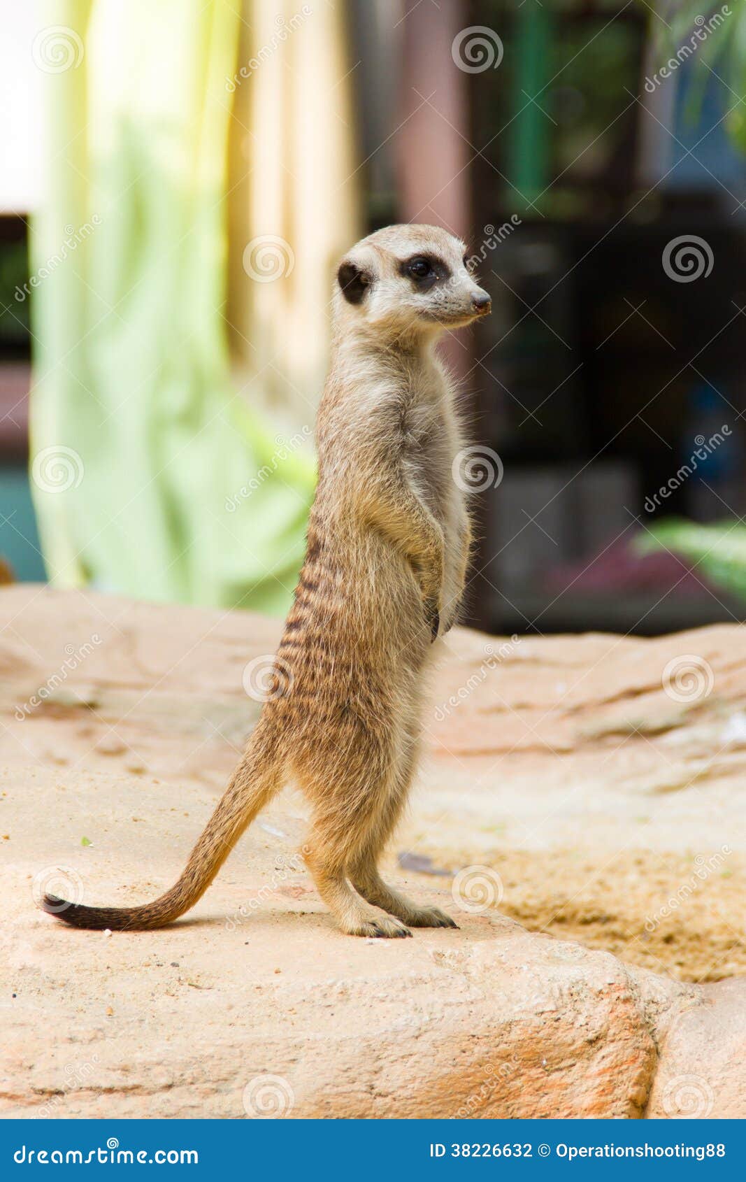 Meir Cats stock photo. Image of mouth, sweet, brown, desert - 38226632