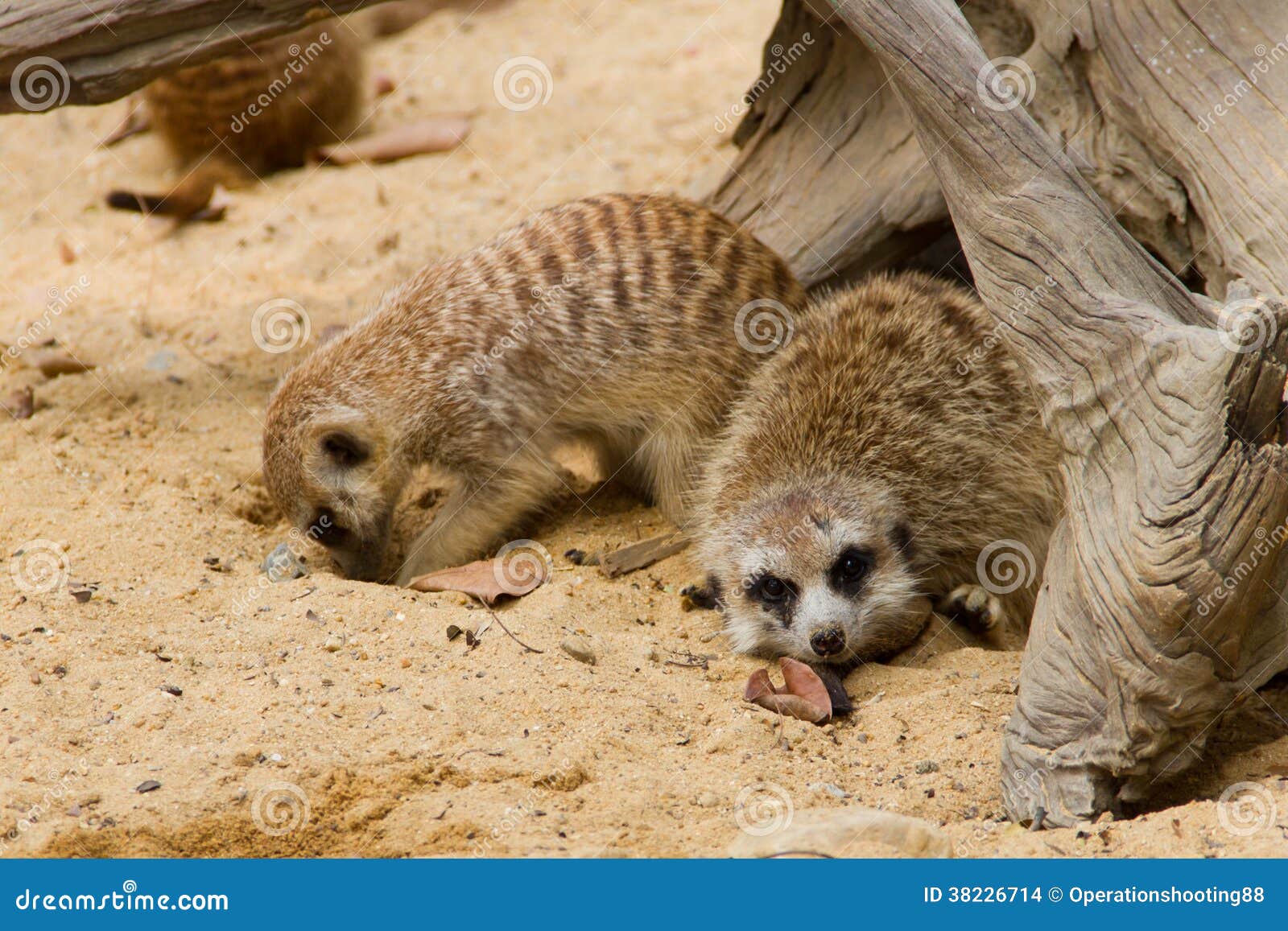 Meir Cats stock photo. Image of wildlife, zoos, africa - 38226714
