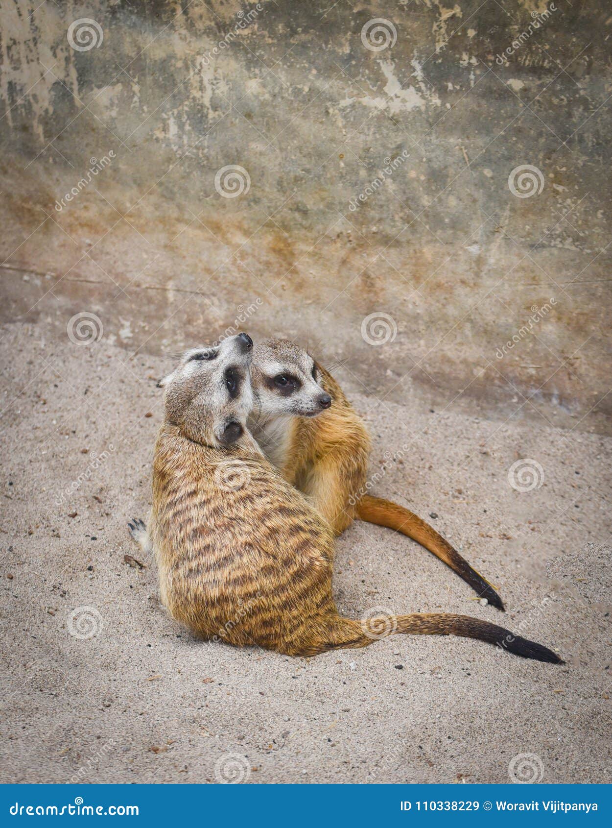 Meir cats stock image. Image of mother, hair, meerkat - 110338229