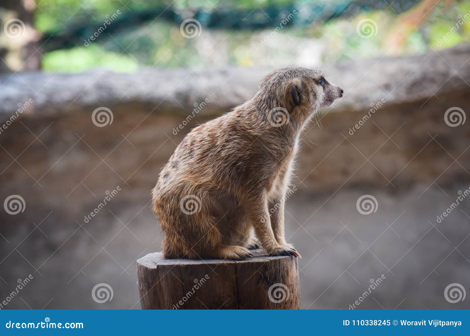 Meir cats stock image. Image of family, mammal, ecology - 110338245