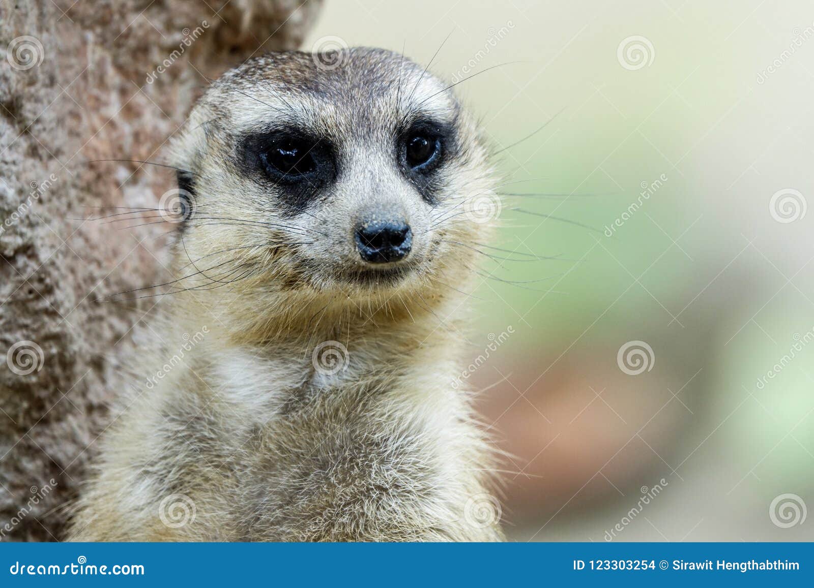 The Meir Cats is Standing and Looking at Something Stock Photo - Image ...