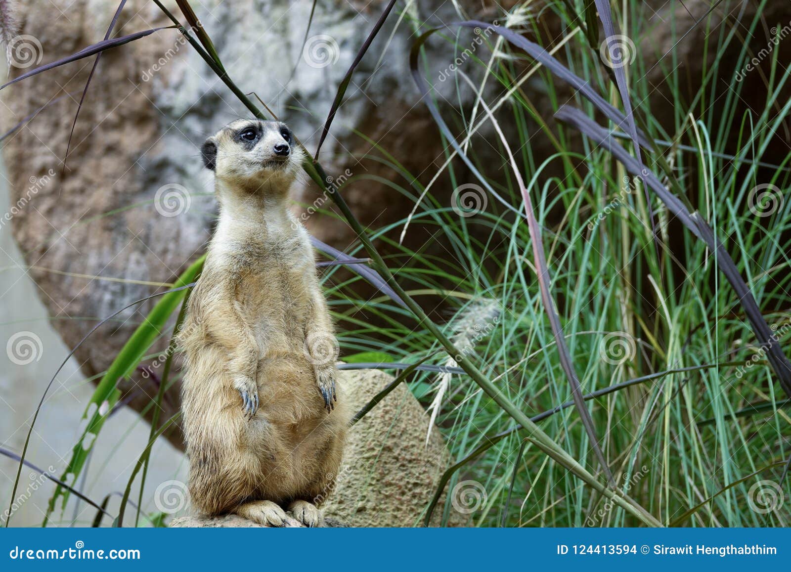 The Meir Cats is Standing and Looking at Something Stock Photo - Image ...