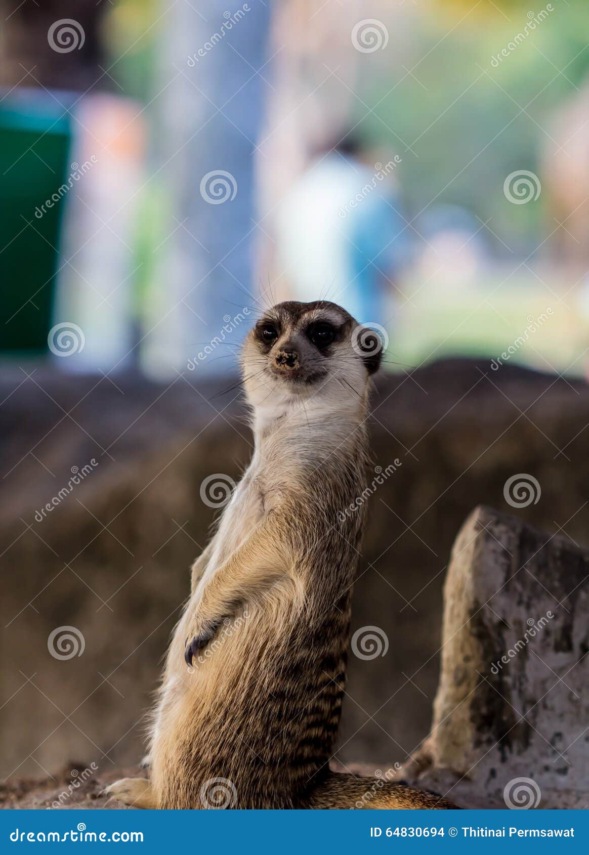 Meir Cats. in zoo editorial stock image. Image of cats - 64830694