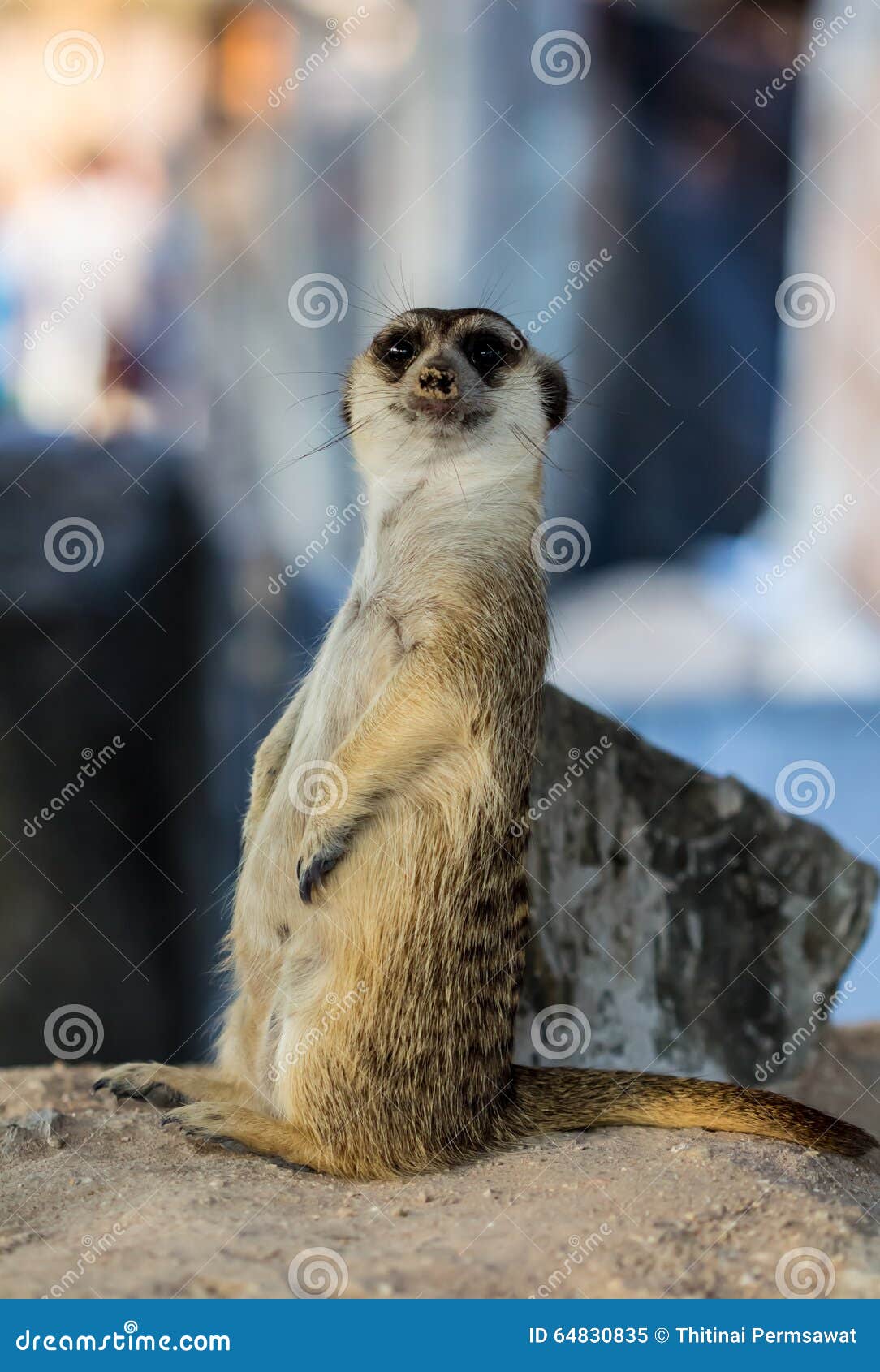 Meir Cats. in zoo editorial image. Image of small, mammal - 64830835