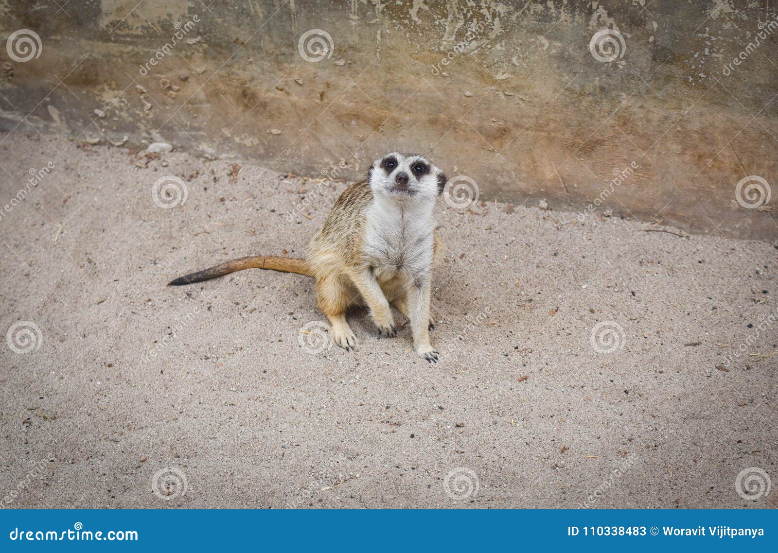 Meir cats stock image. Image of mother, mammal, meir - 110338483