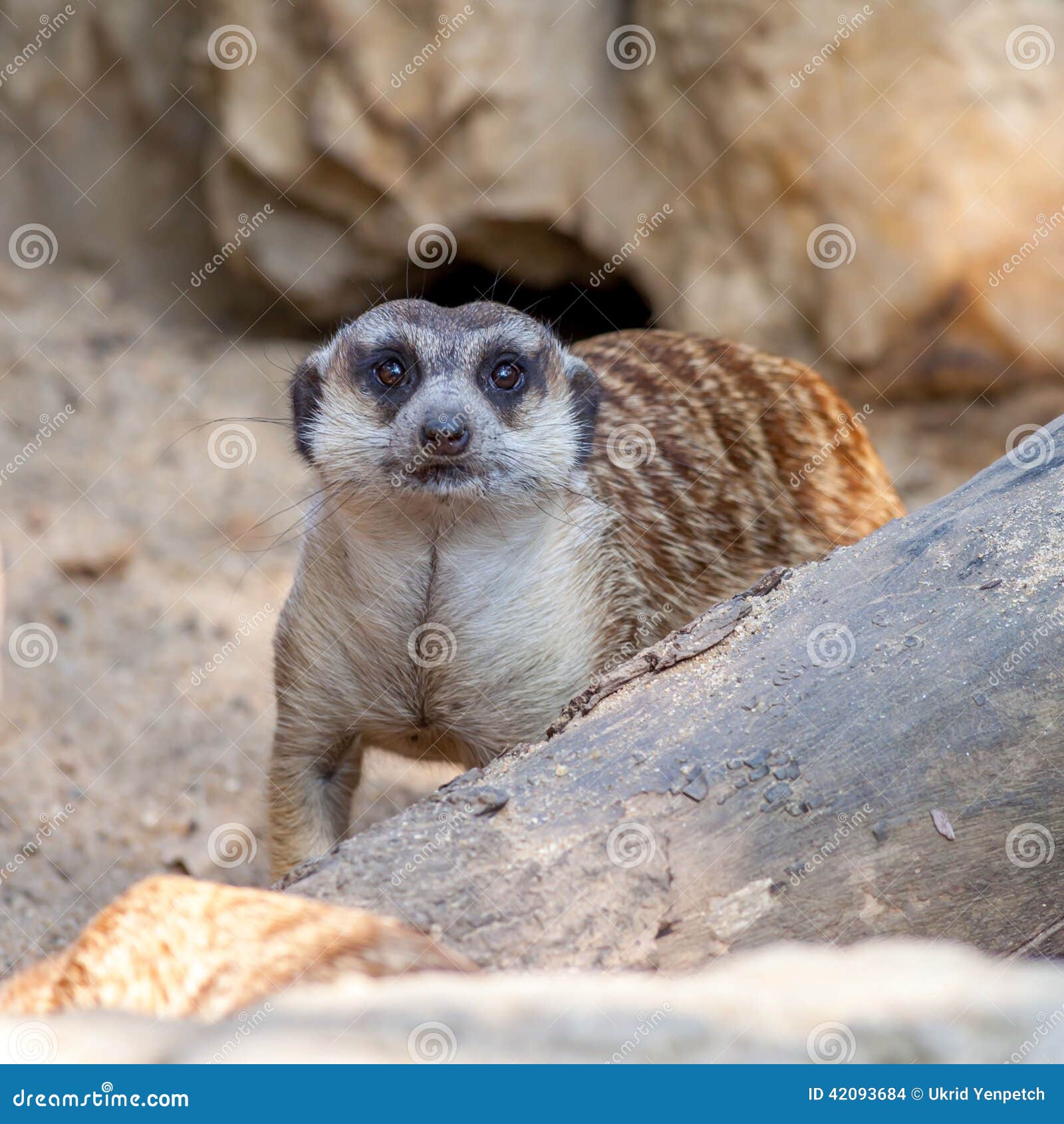 Meir Cats stock photo. Image of animal, african, hair - 42093684