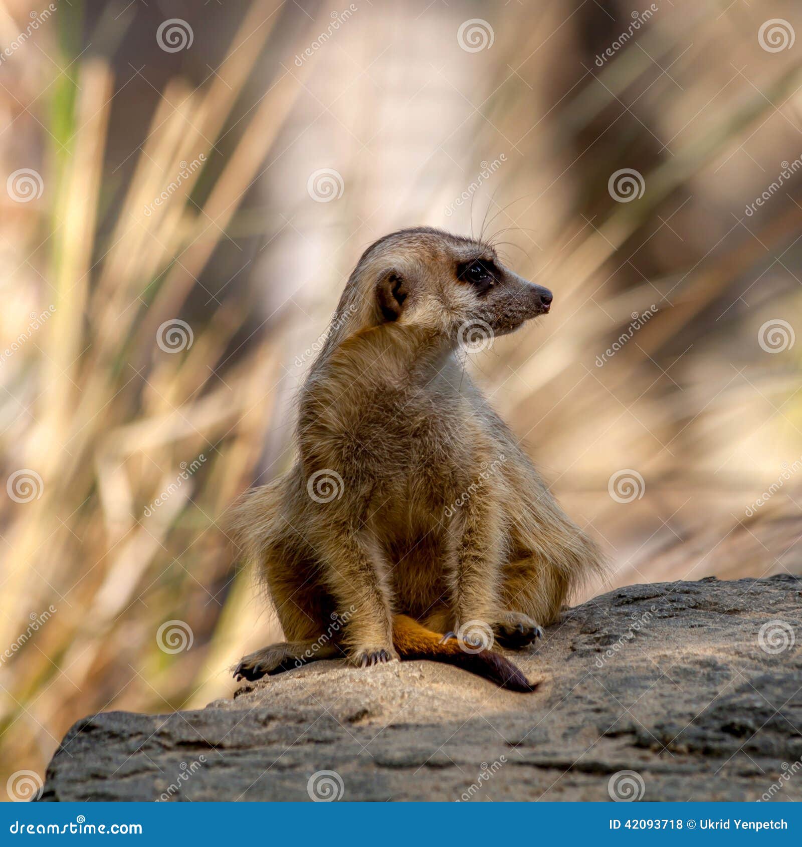 Meir Cats stock photo. Image of mammal, wild, face, nature - 42093718