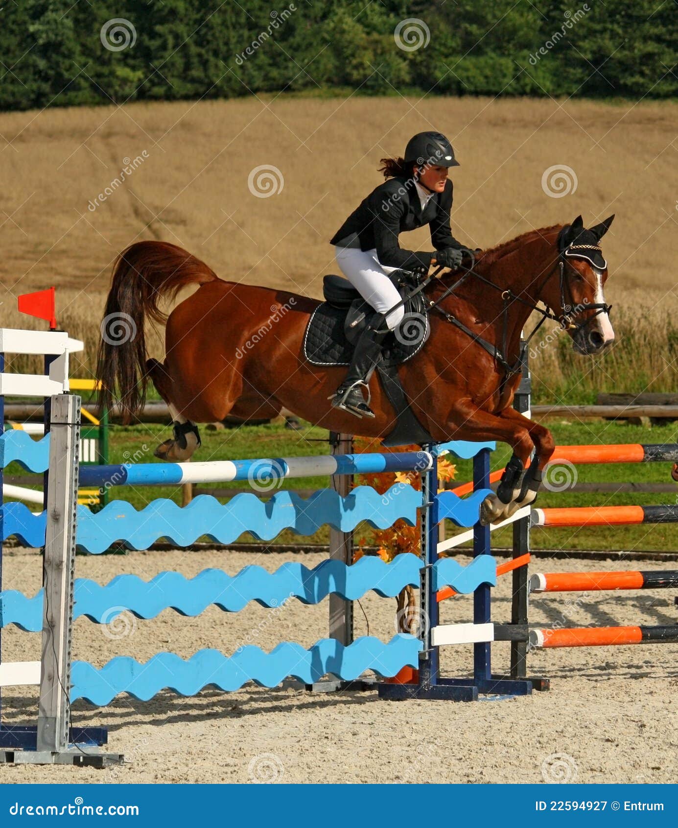 Paard Springt Nieuwjaars Springen 2025 Voor Paarden En Pony's