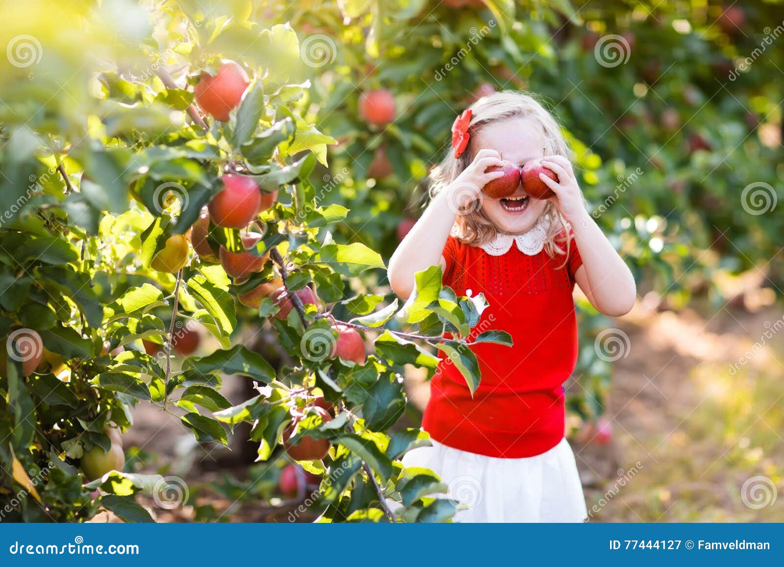 Meisje Het Plukken Appel in Fruittuin Stock Afbeelding - Image of oogst ...
